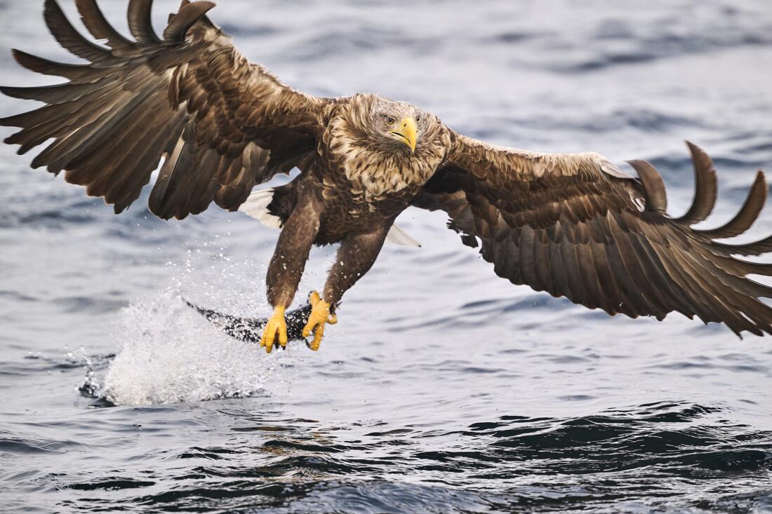Vesterålen Arctic Adventures