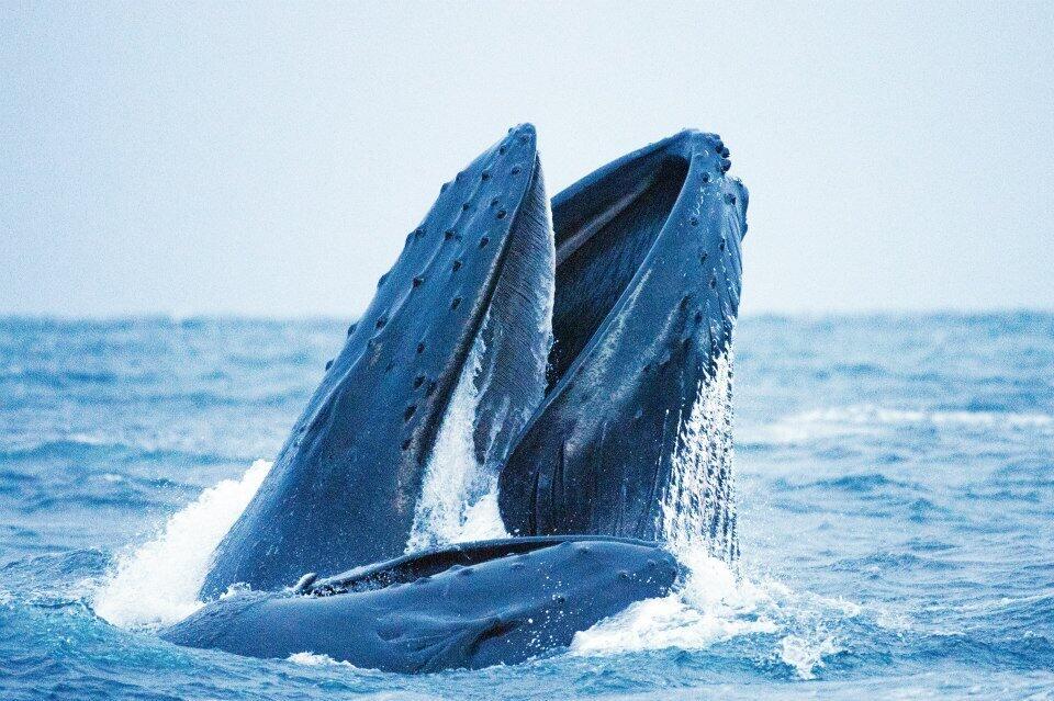 Whale safari with RIB