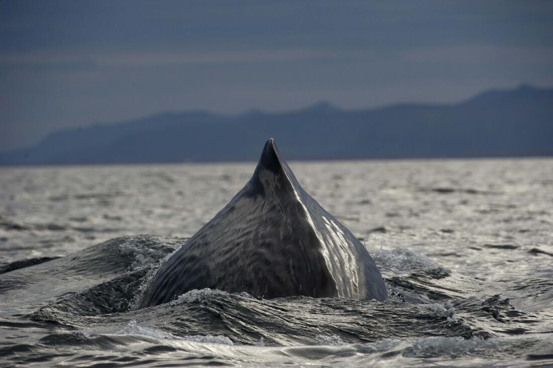 Hvalartene i Vesterålen