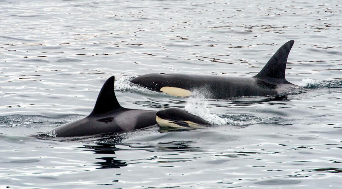 Whale safari from Stø - Arctic Whale Tours