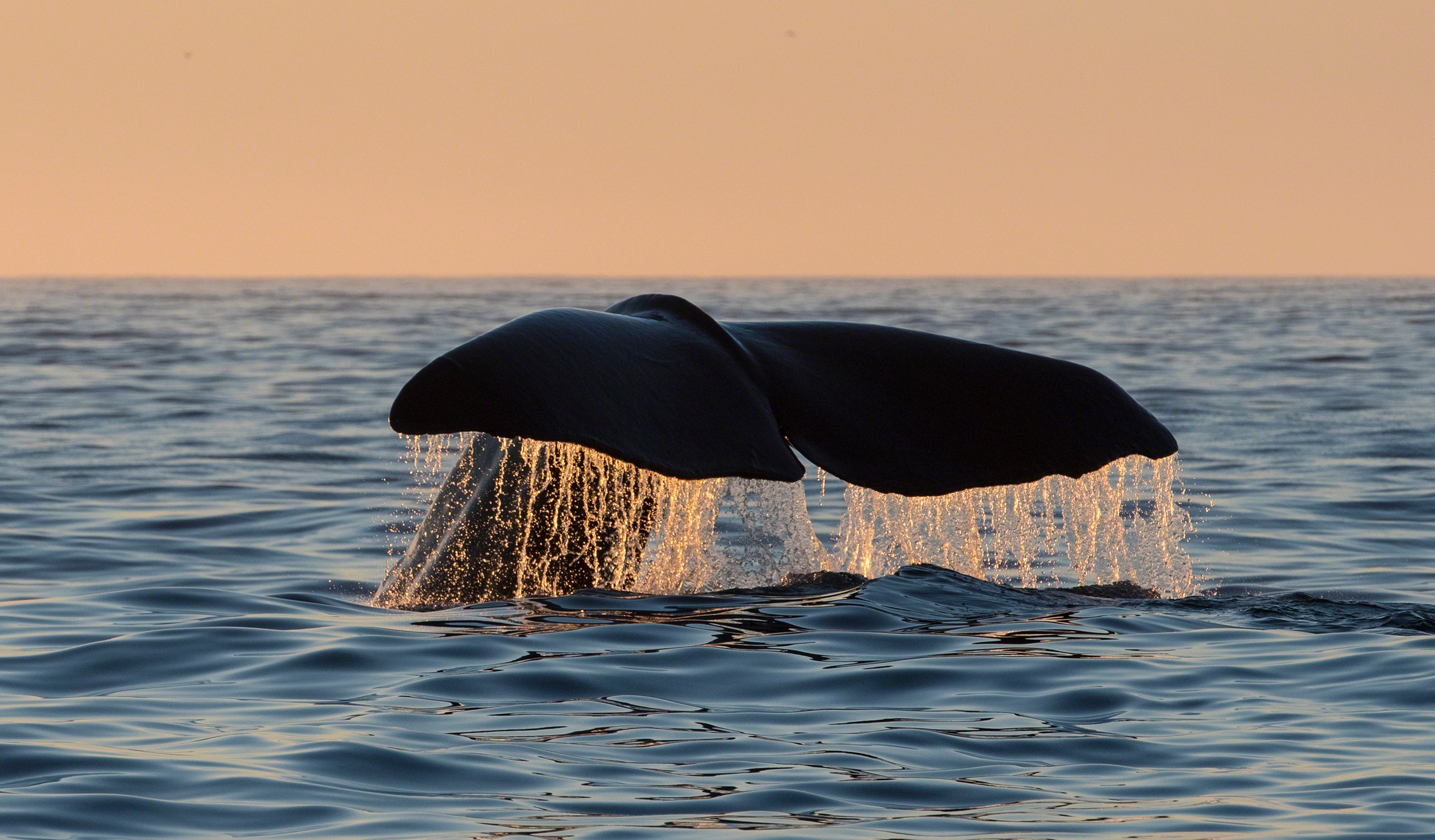 Hvalsafari med RIB - Whale2Sea